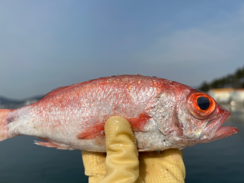 인어교주해적단 · 산지마켓 · 소식 상세